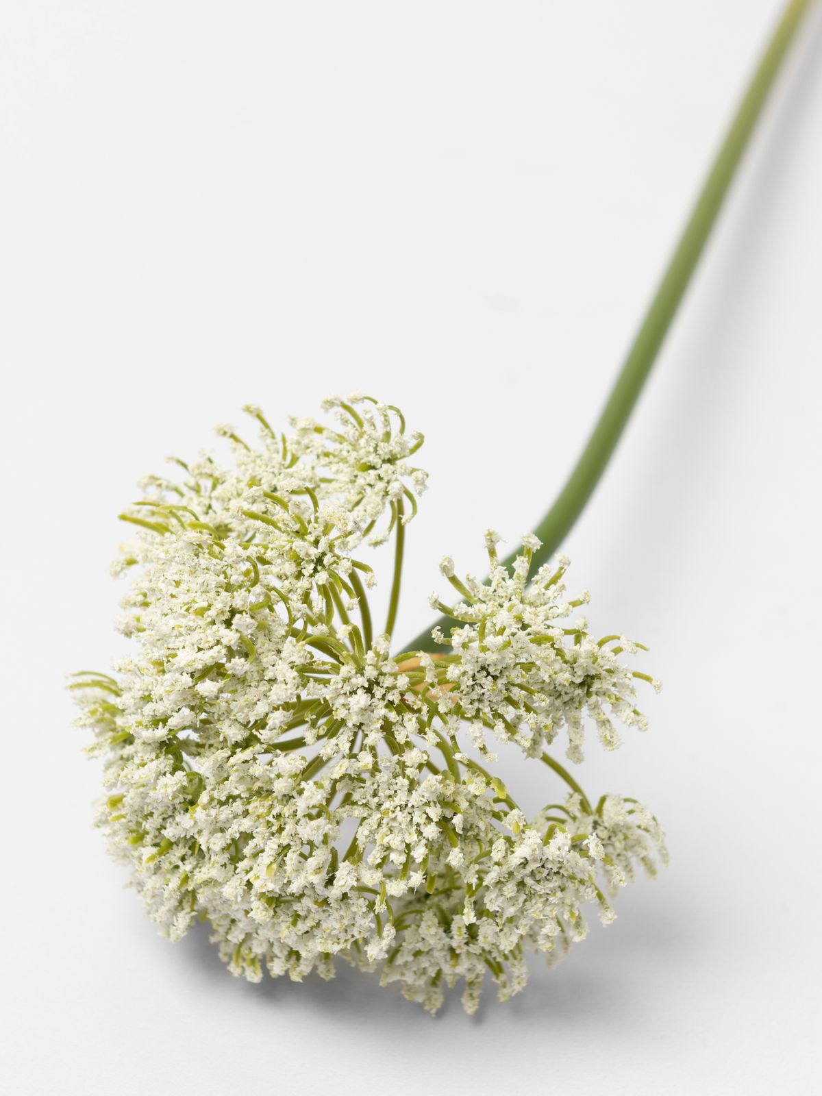 Faux Lace Flower White 62cm | Bash