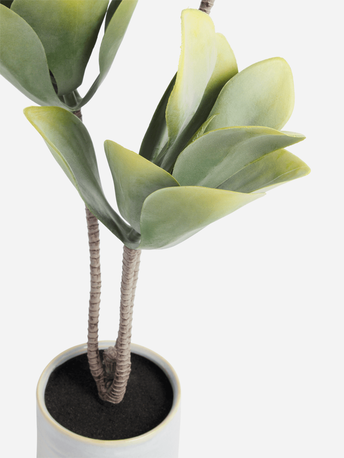 Jet Home White Tall Succulent Pot Plant | Bash