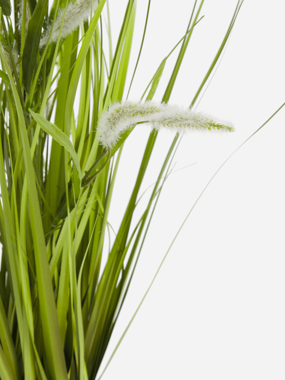 Jet Home Grass Wheat Setaria Pot Plant | Bash