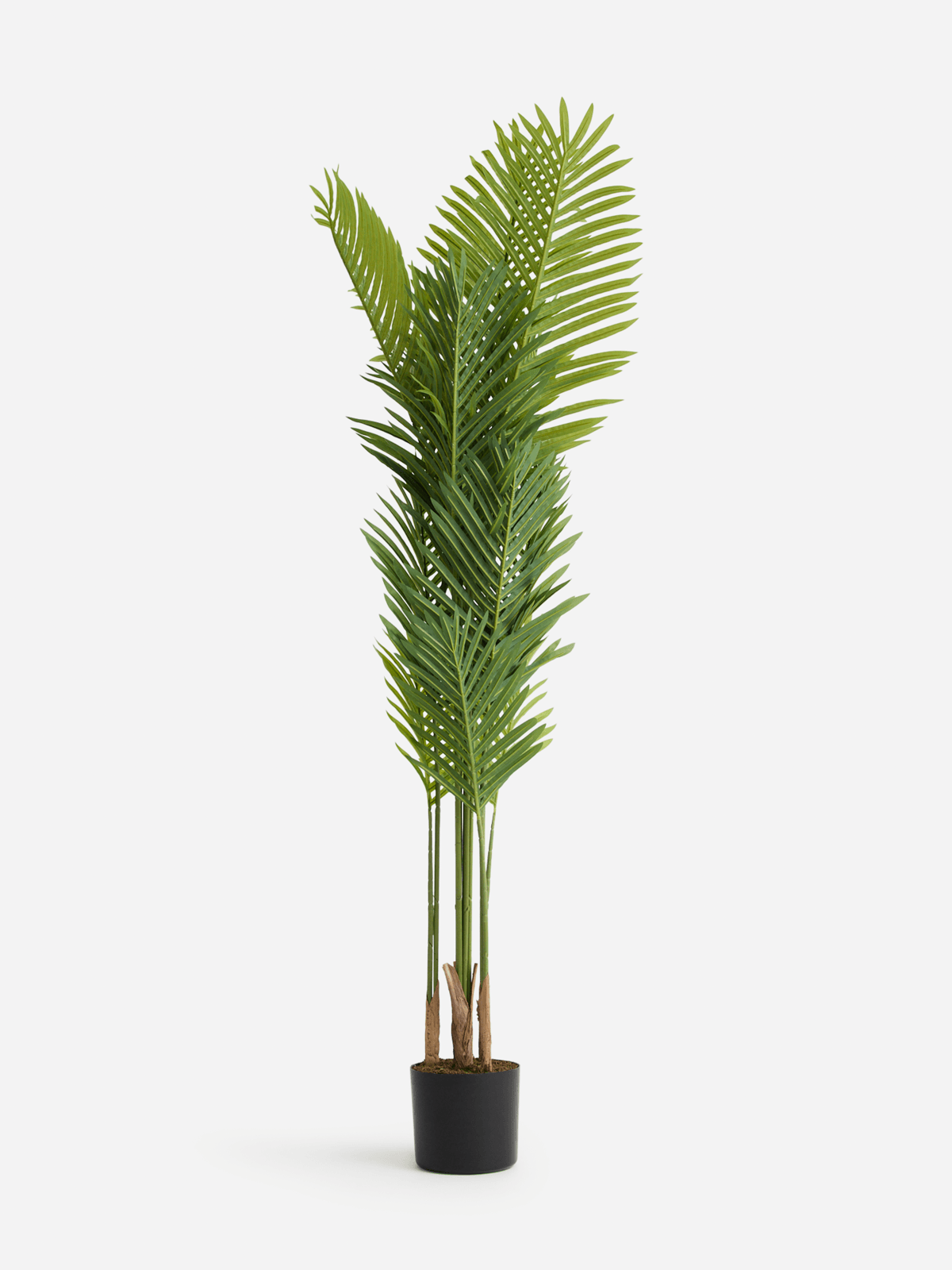 Jet Home Tall Parlor Palm Tree With Moss | Bash